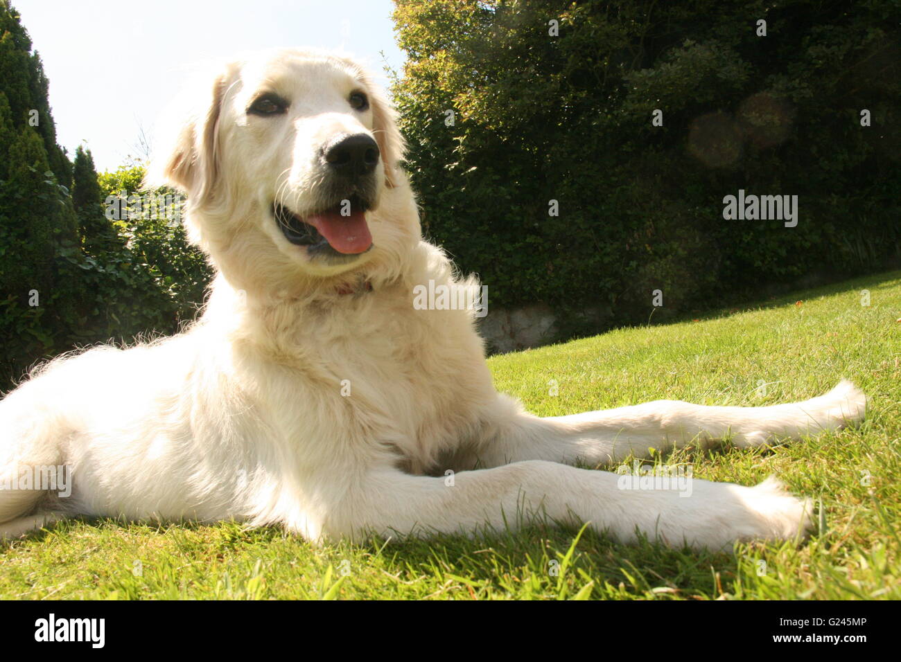 A young Labradoodle dog laying on grass Stock Photo - Alamy