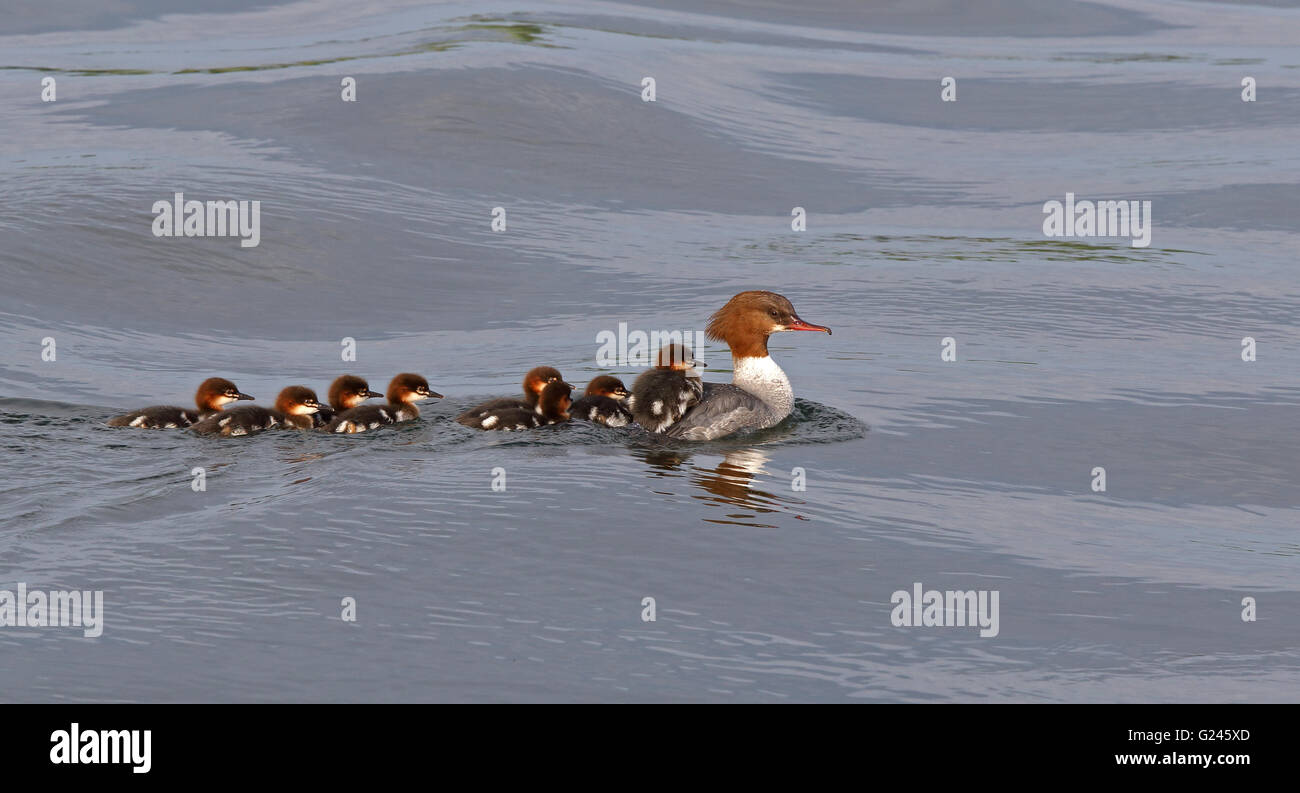 Merganser/Goosander, female with ducklings swimming in line Stock Photo ...