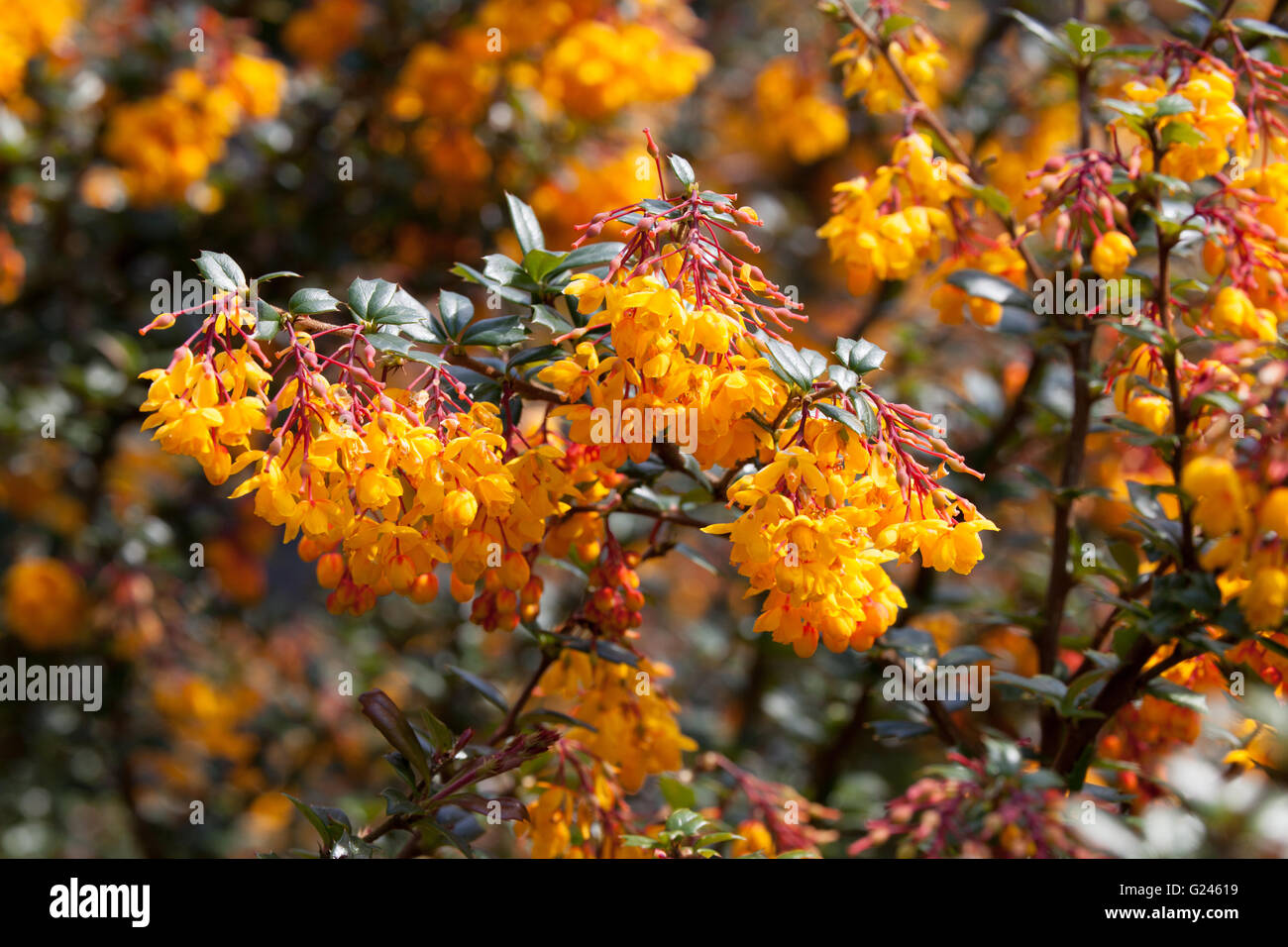 Dimorphic shoots hi-res stock photography and images - Alamy
