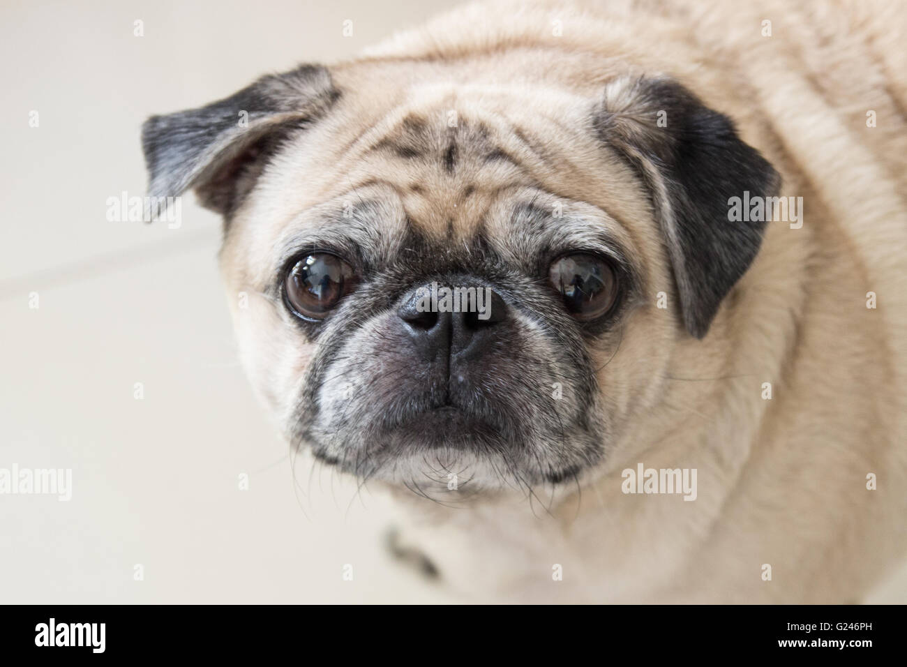 The Pug is a breed of dog with a wrinkly, short-muzzled face and curled ...