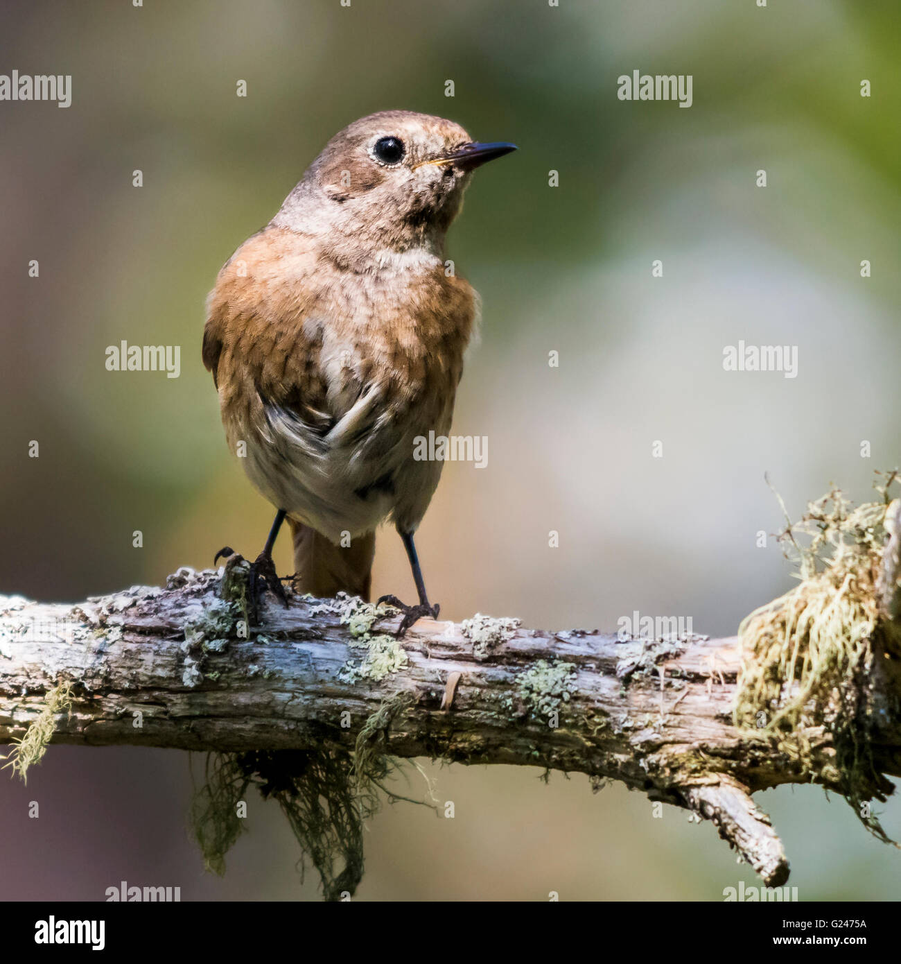 Female common redstart hi-res stock photography and images - Alamy