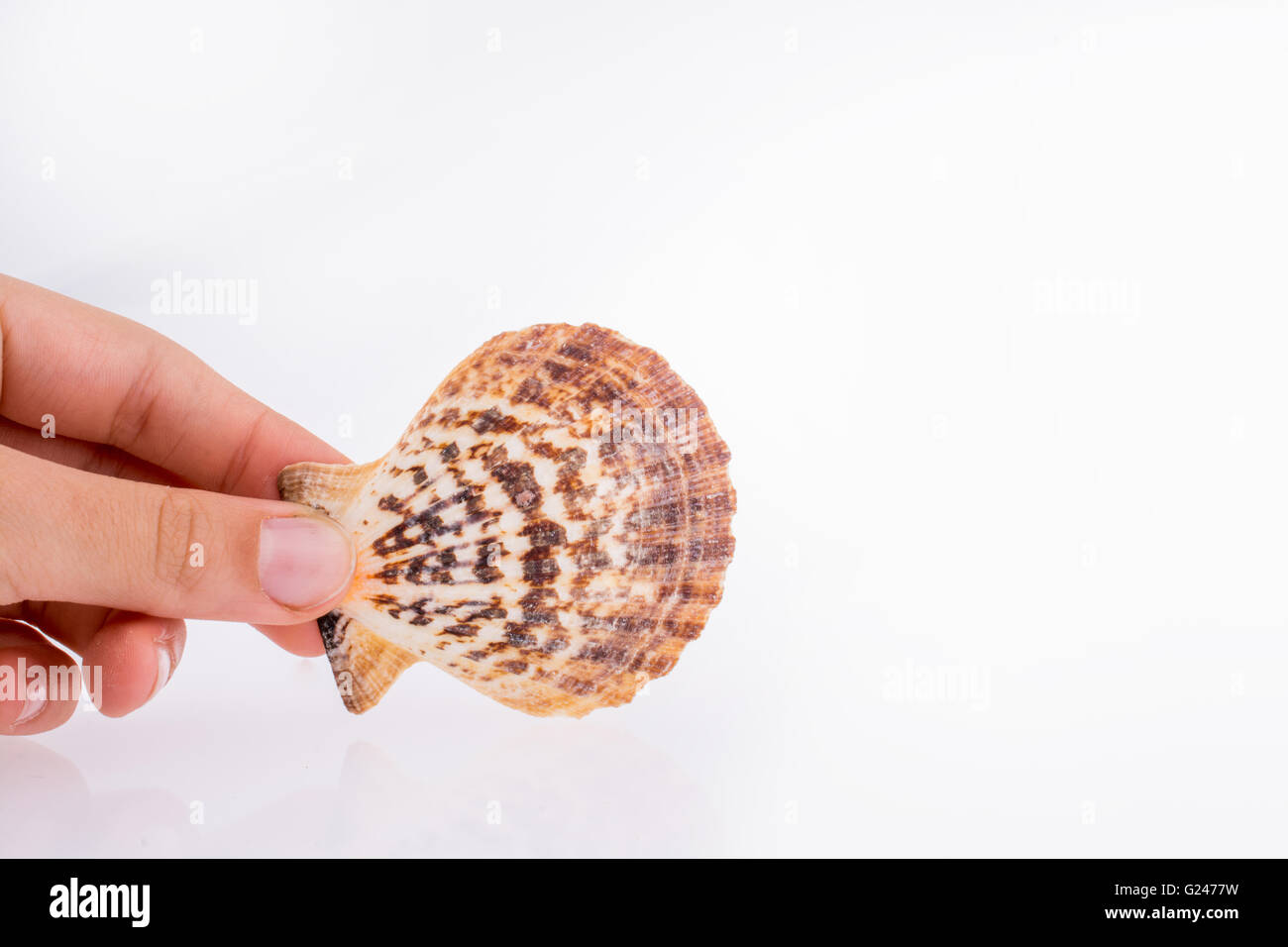Hand holding Beautiful sea shell on a white background Stock Photo - Alamy