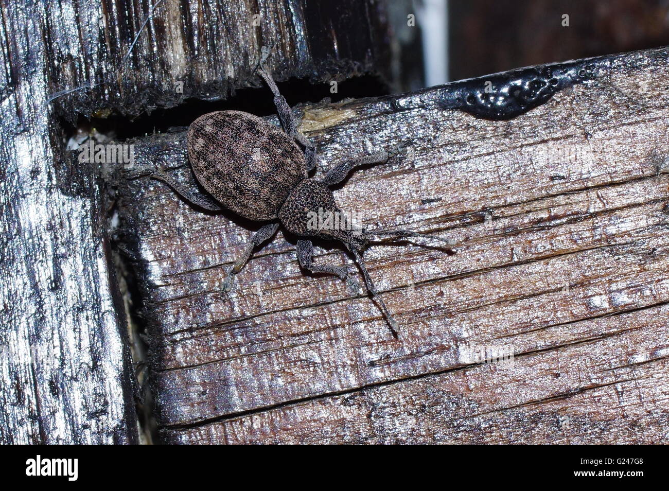 Funny beetle on the background of old boards Stock Photo - Alamy
