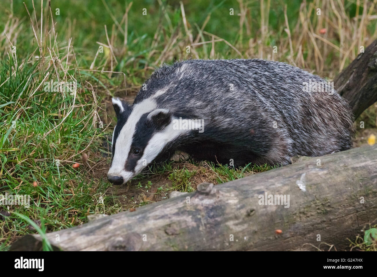 Lovely badger hi-res stock photography and images - Alamy