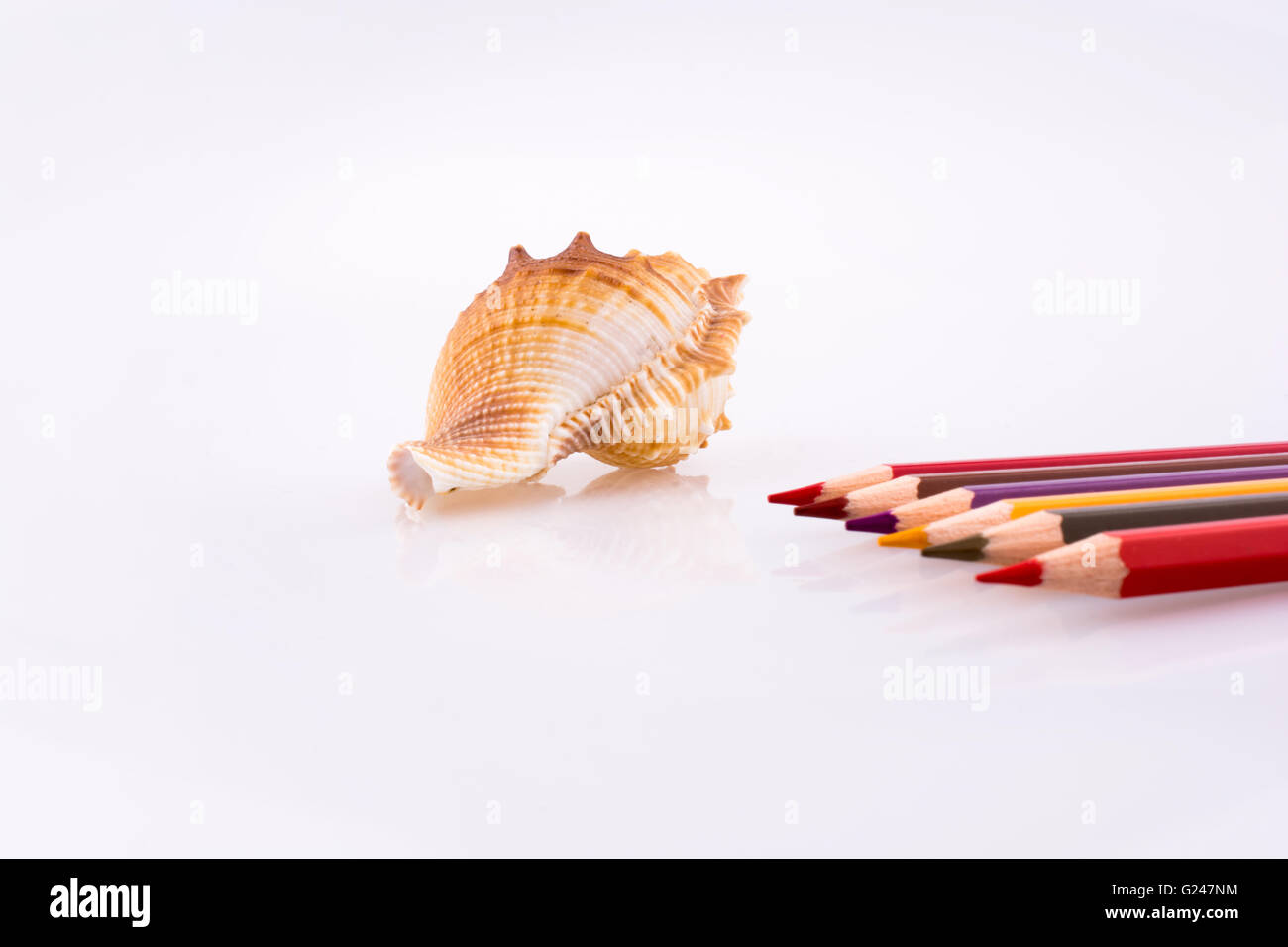 color pencils of various colors near a sea shell on a white background ...
