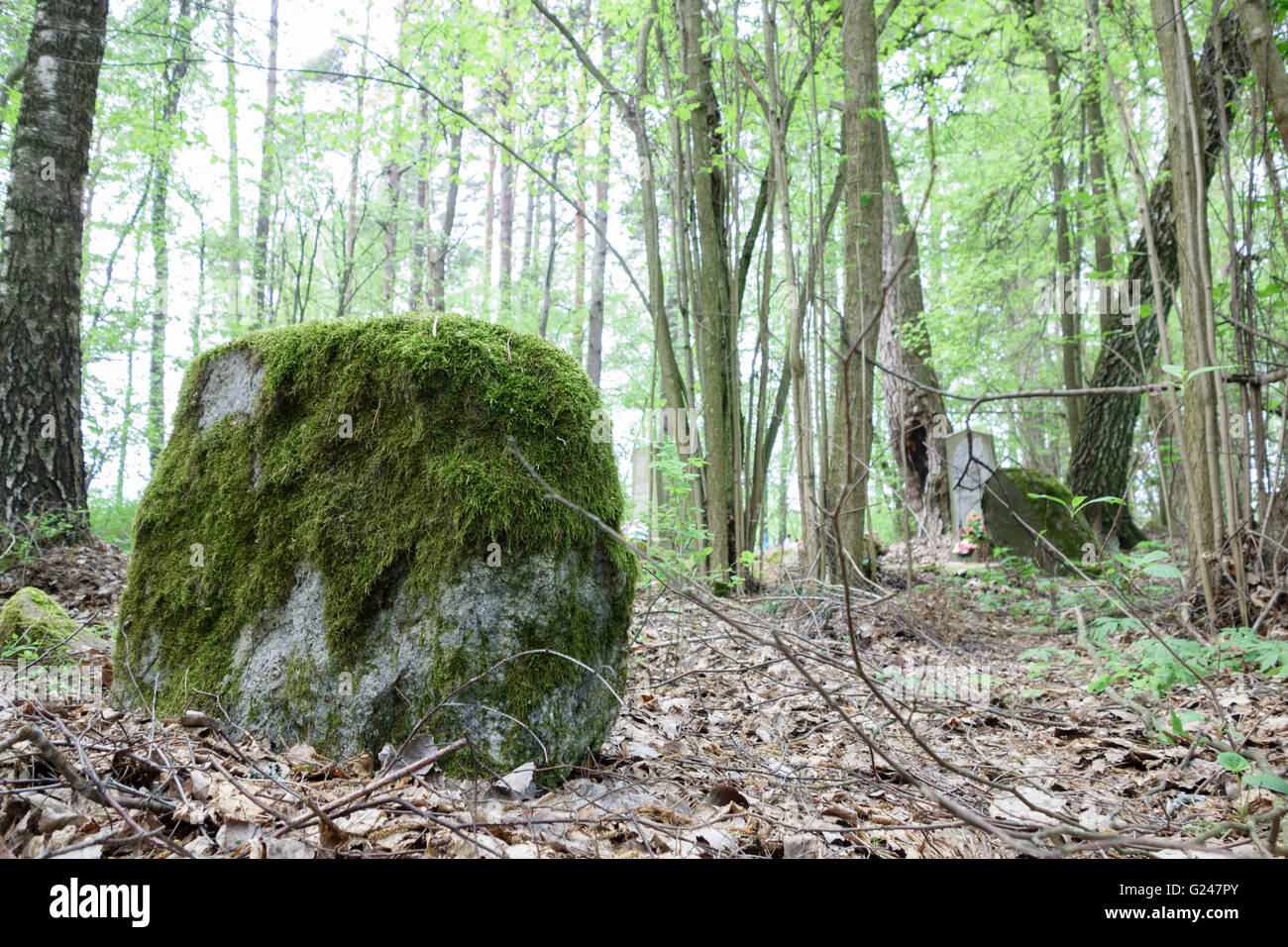 Moss mossy rocks trees hi-res stock photography and images - Alamy