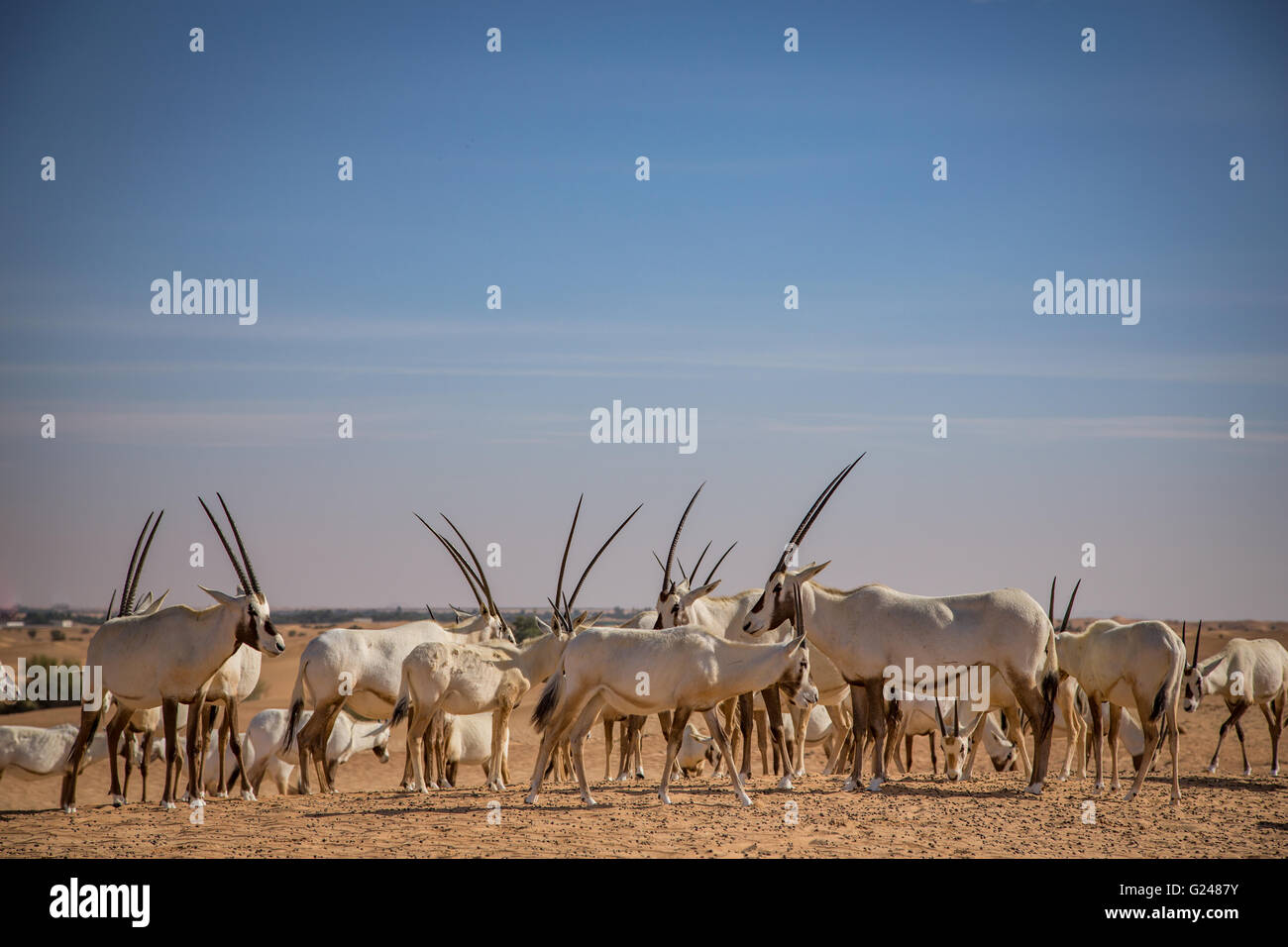 White Oryxes High Resolution Stock Photography and Images - Alamy