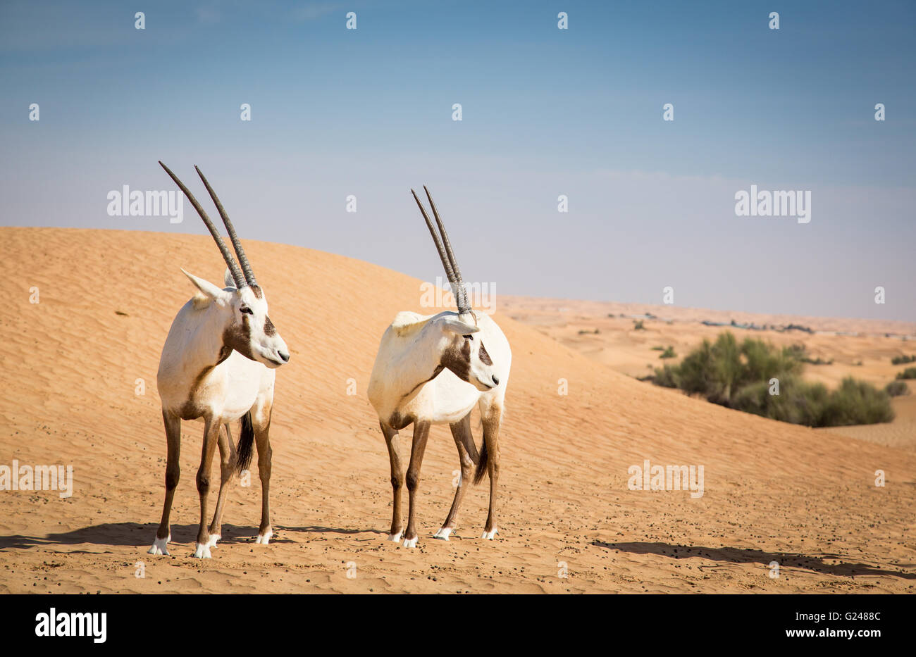 Dubai animal safari hi-res stock photography and images - Alamy