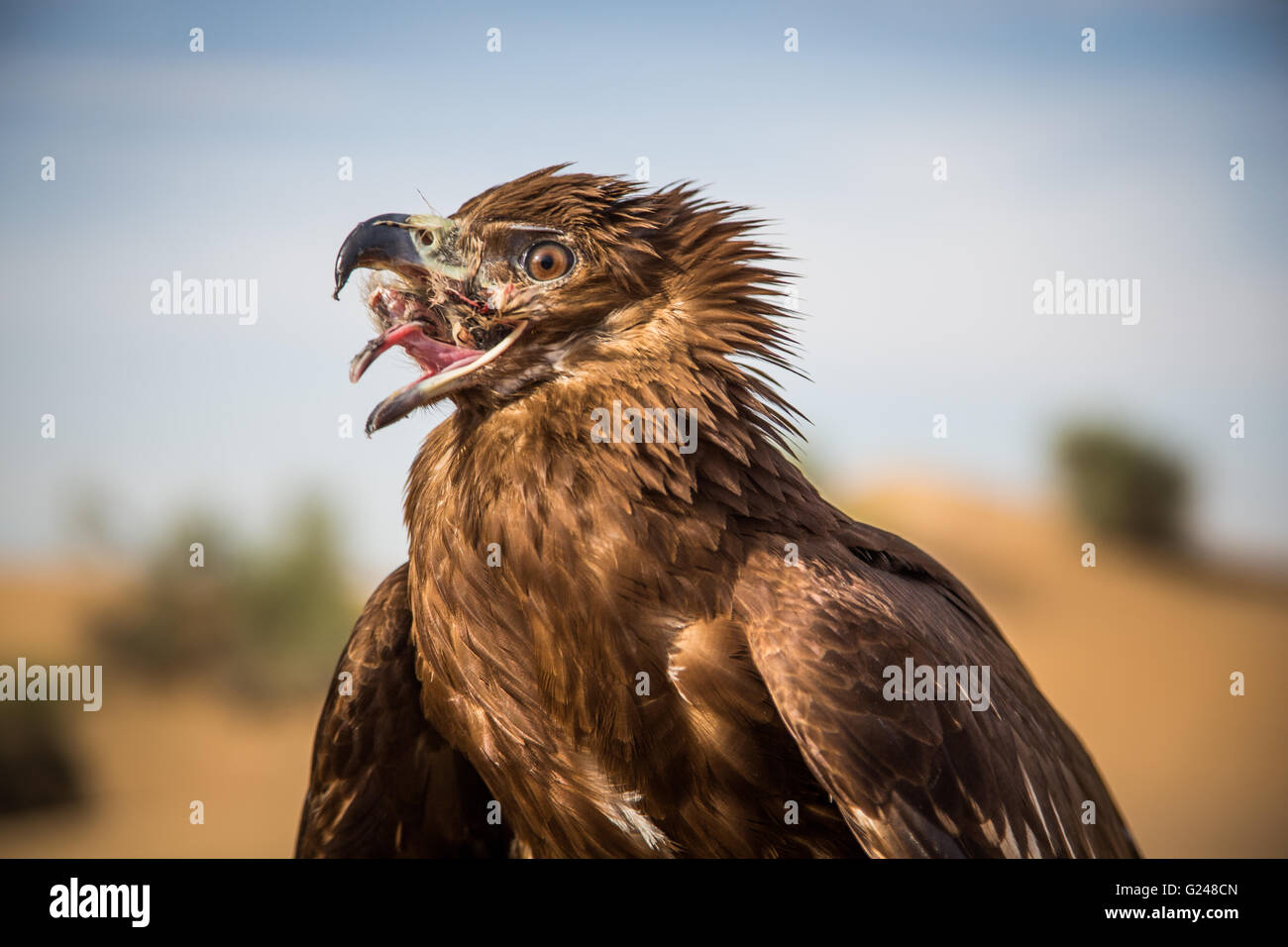 greater spotted eagle eating Stock Photo - Alamy