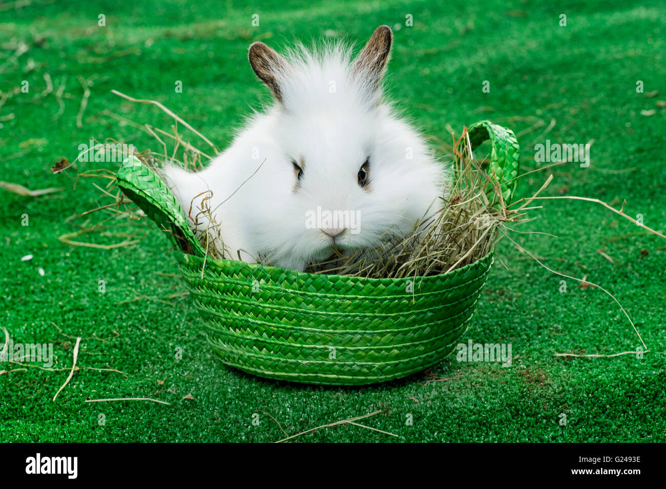 Rabbit in basket hi-res stock photography and images - Alamy