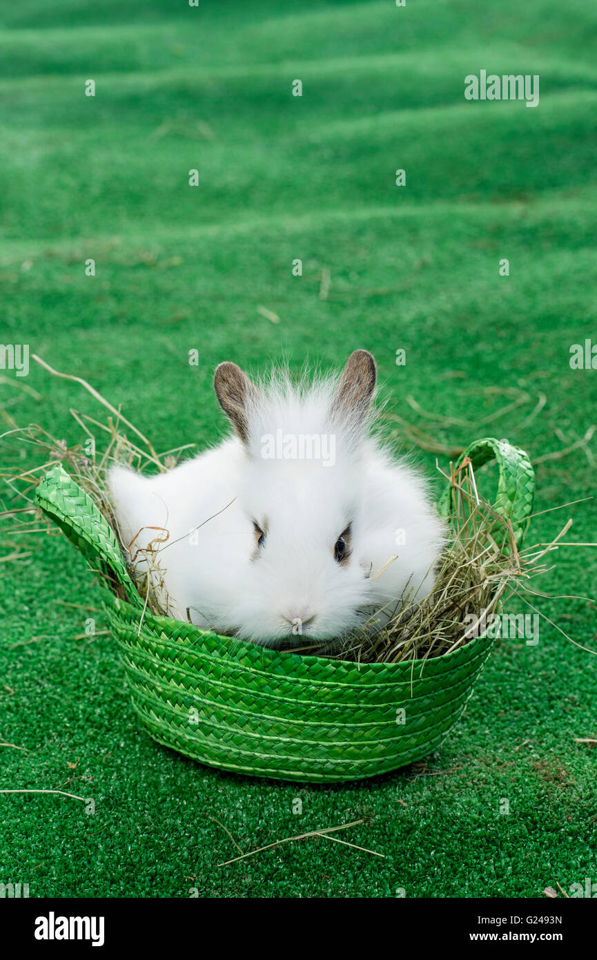 Rabbit in a basket, Easter Bunny Stock Photo - Alamy