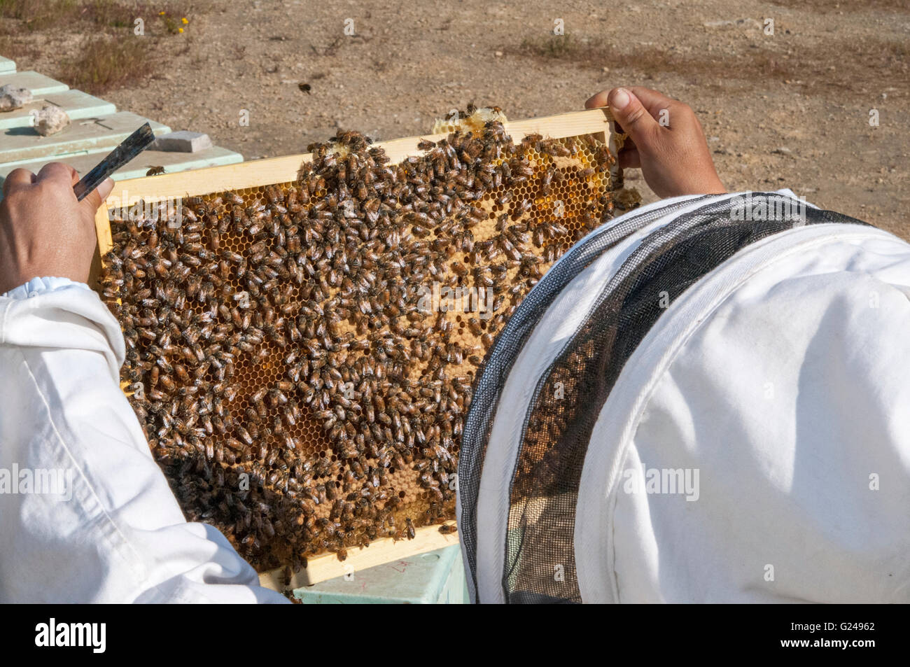 Brood frame hi-res stock photography and images - Alamy