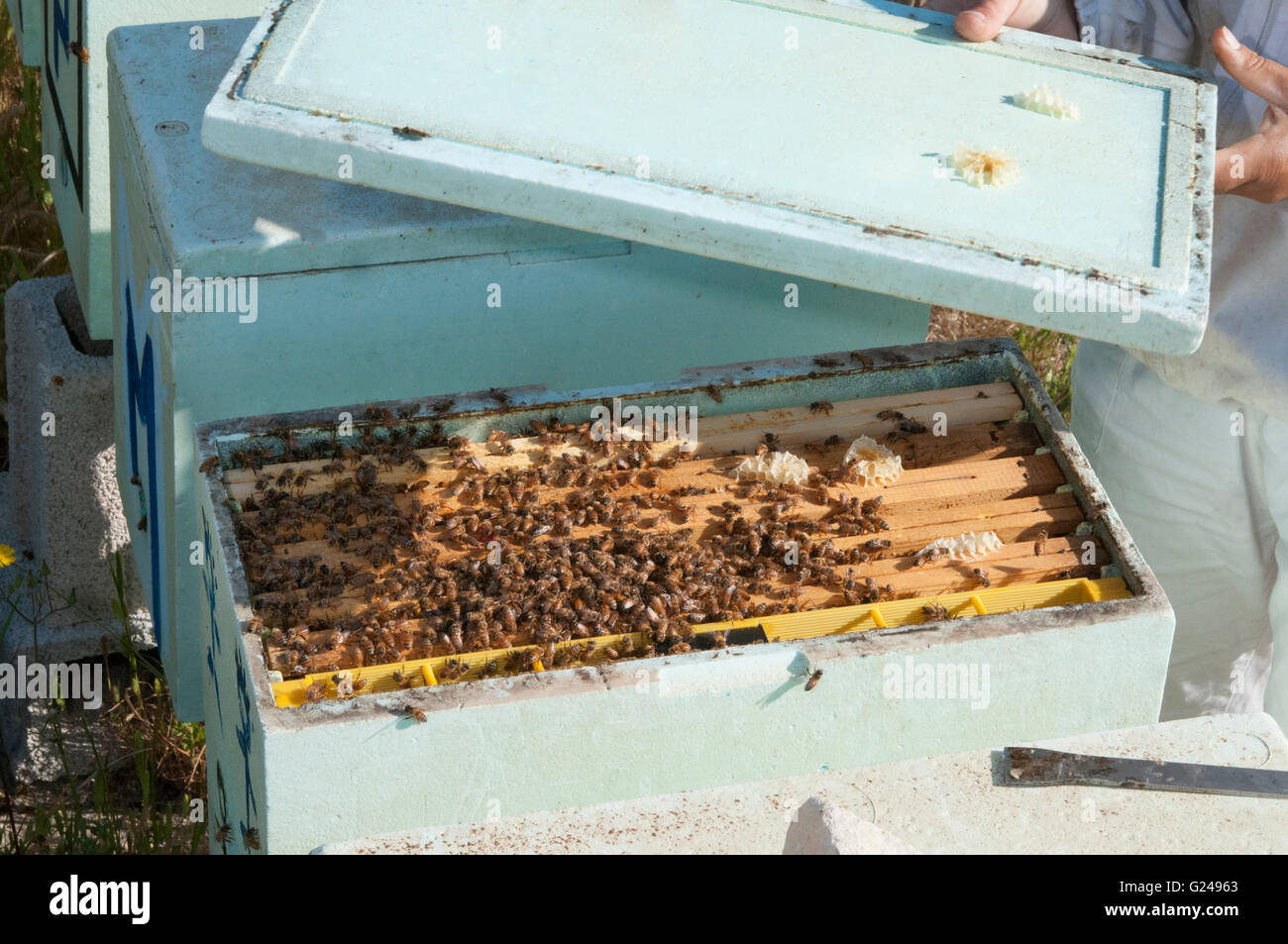Stack of colored polystyrene hives Stock Photo - Alamy