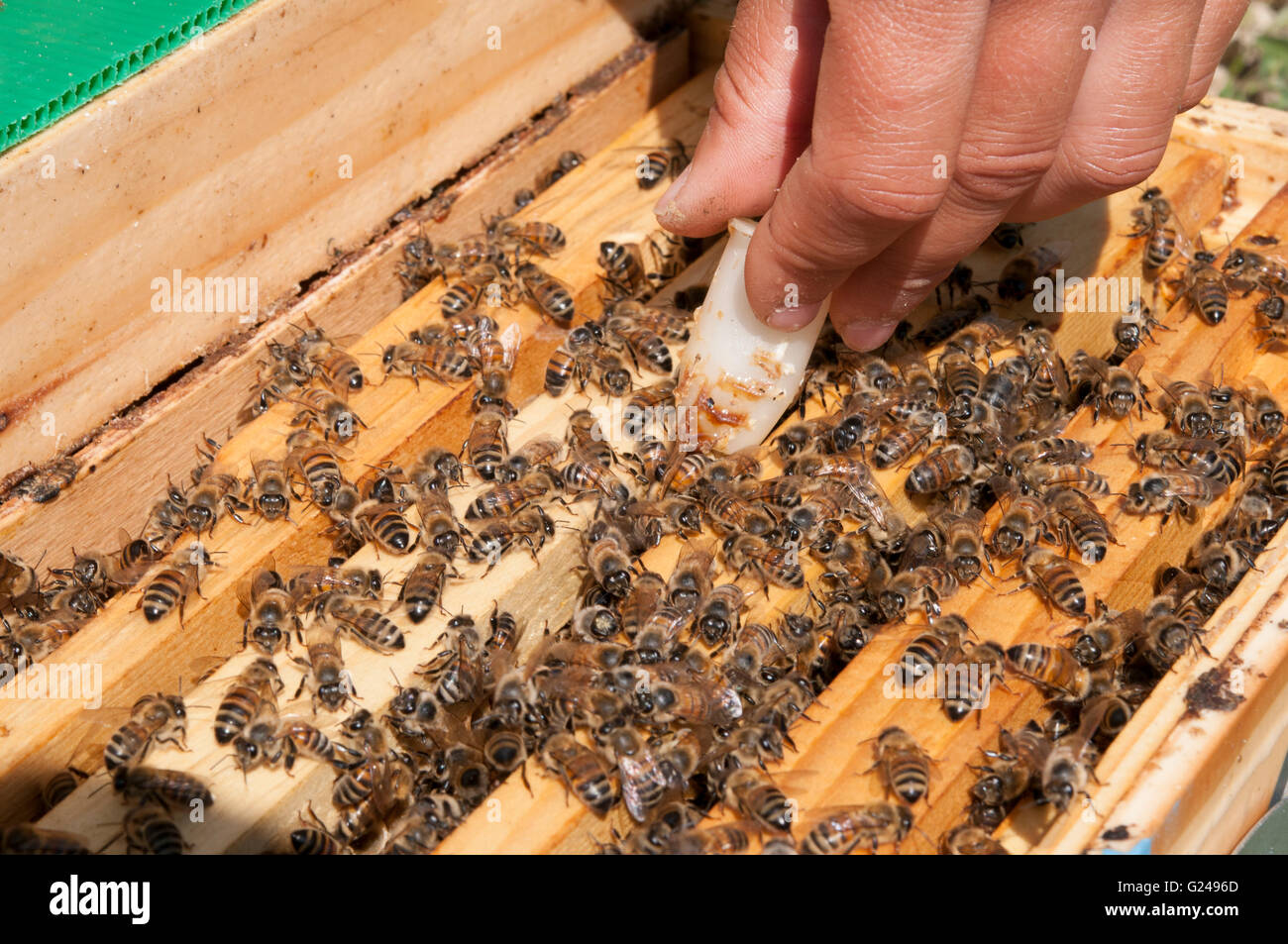 Queen cage hi-res stock photography and images - Alamy