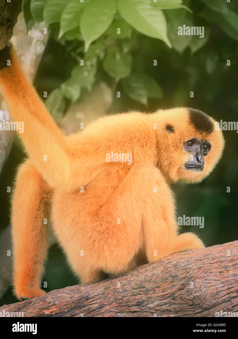 Yellow cheeked gibbon hi-res stock photography and images - Alamy