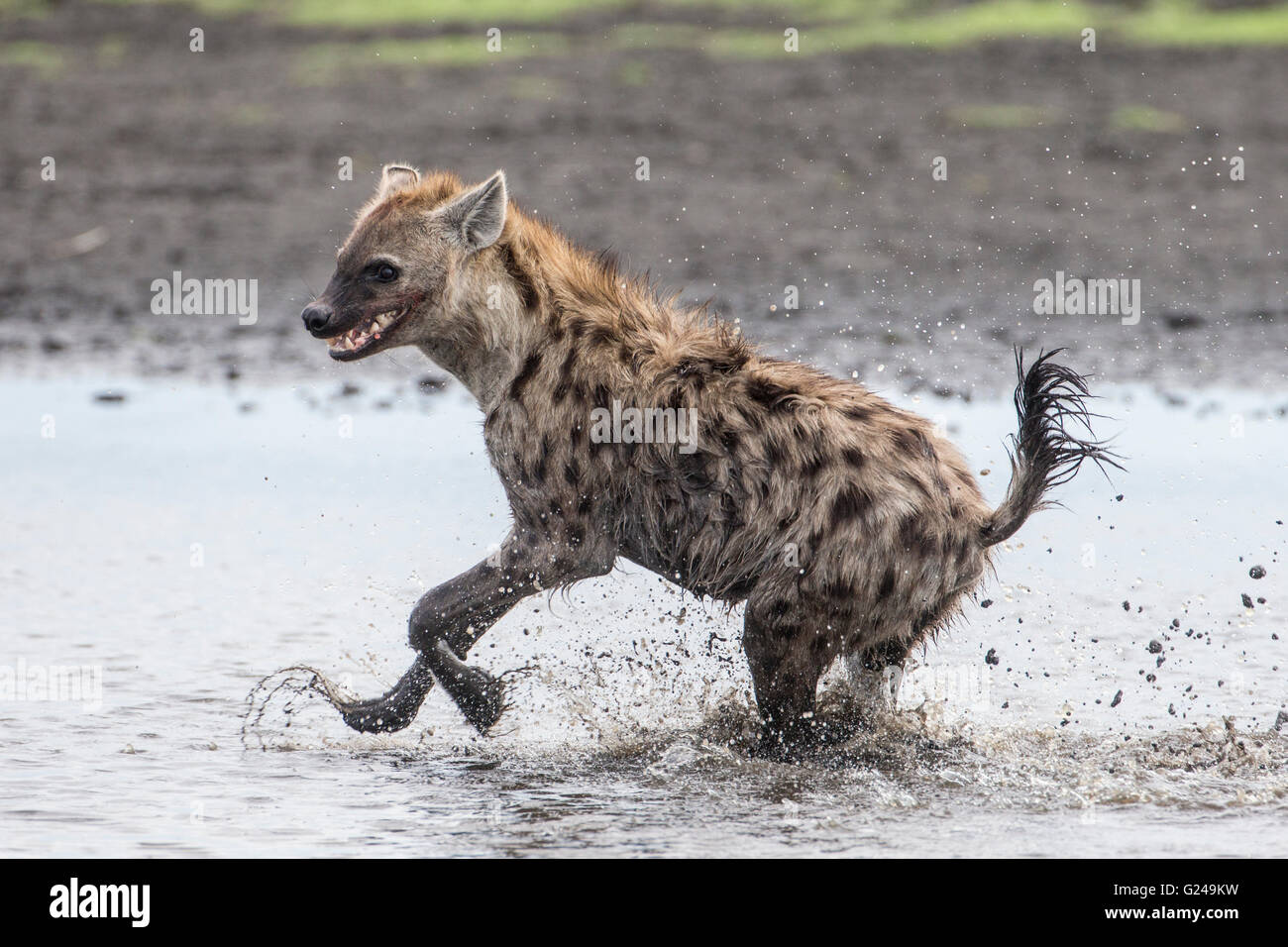 Spotted Hyena Running