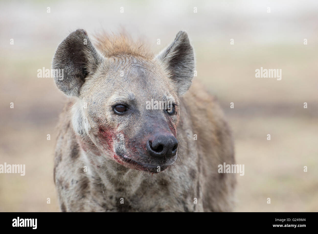 Spotted Hyena (Crocuta crocuta) blood smeared across its face after ...