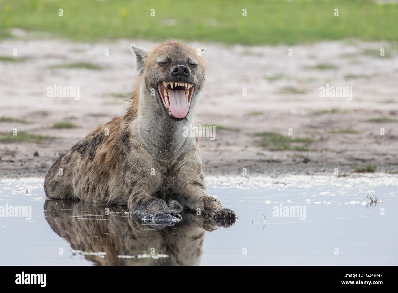 Spotted hyena yawning hi-res stock photography and images - Alamy