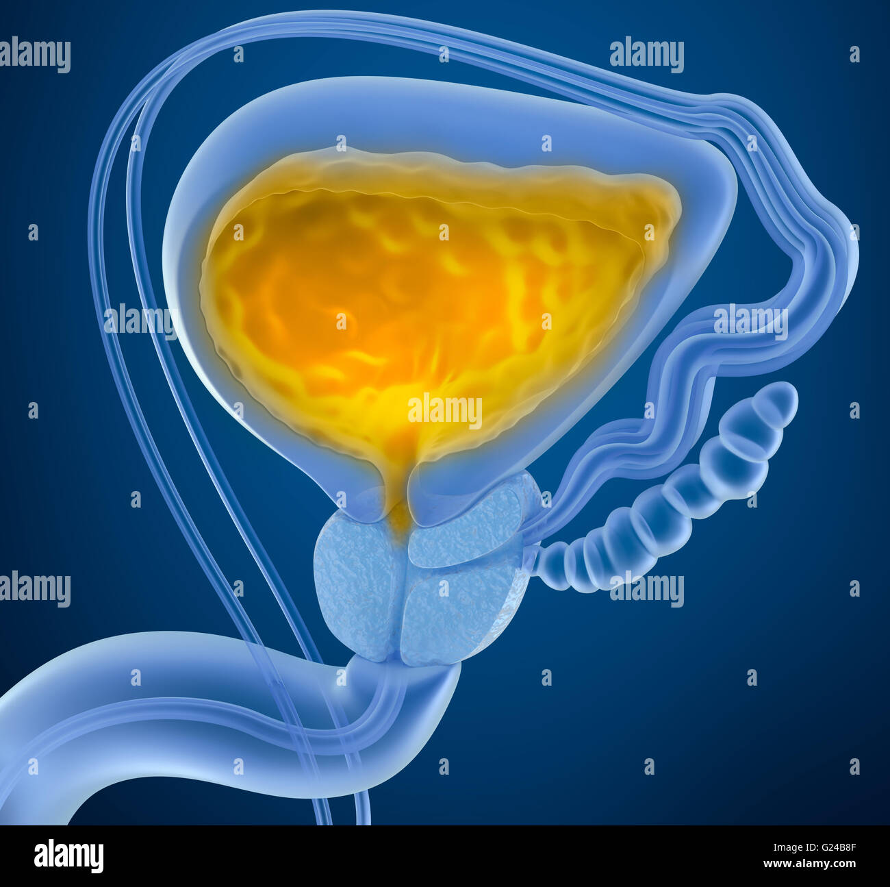 Urinary bladder with urine. Cross section of urinary bladder. X-Ray ...