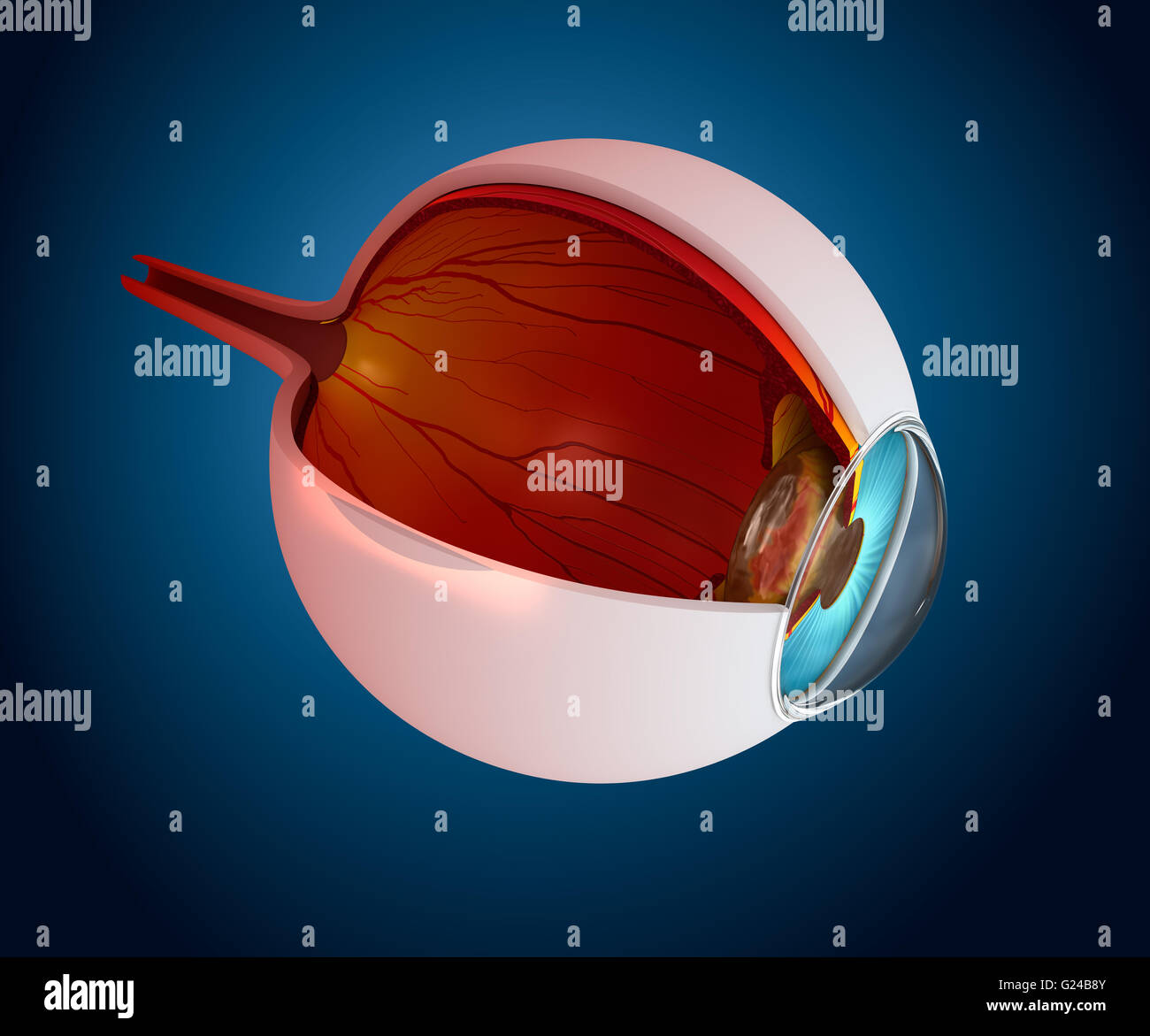 Eye anatomy - inner structure isolated on white Stock Photo - Alamy