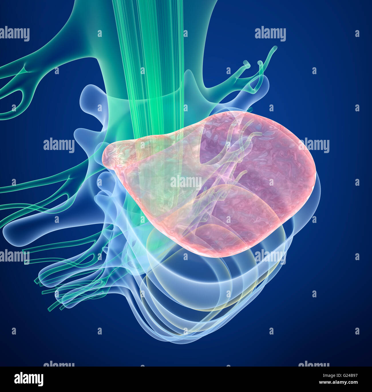 Spinal cord under pressure of bulging disc, X-Ray view. 3D illustration ...