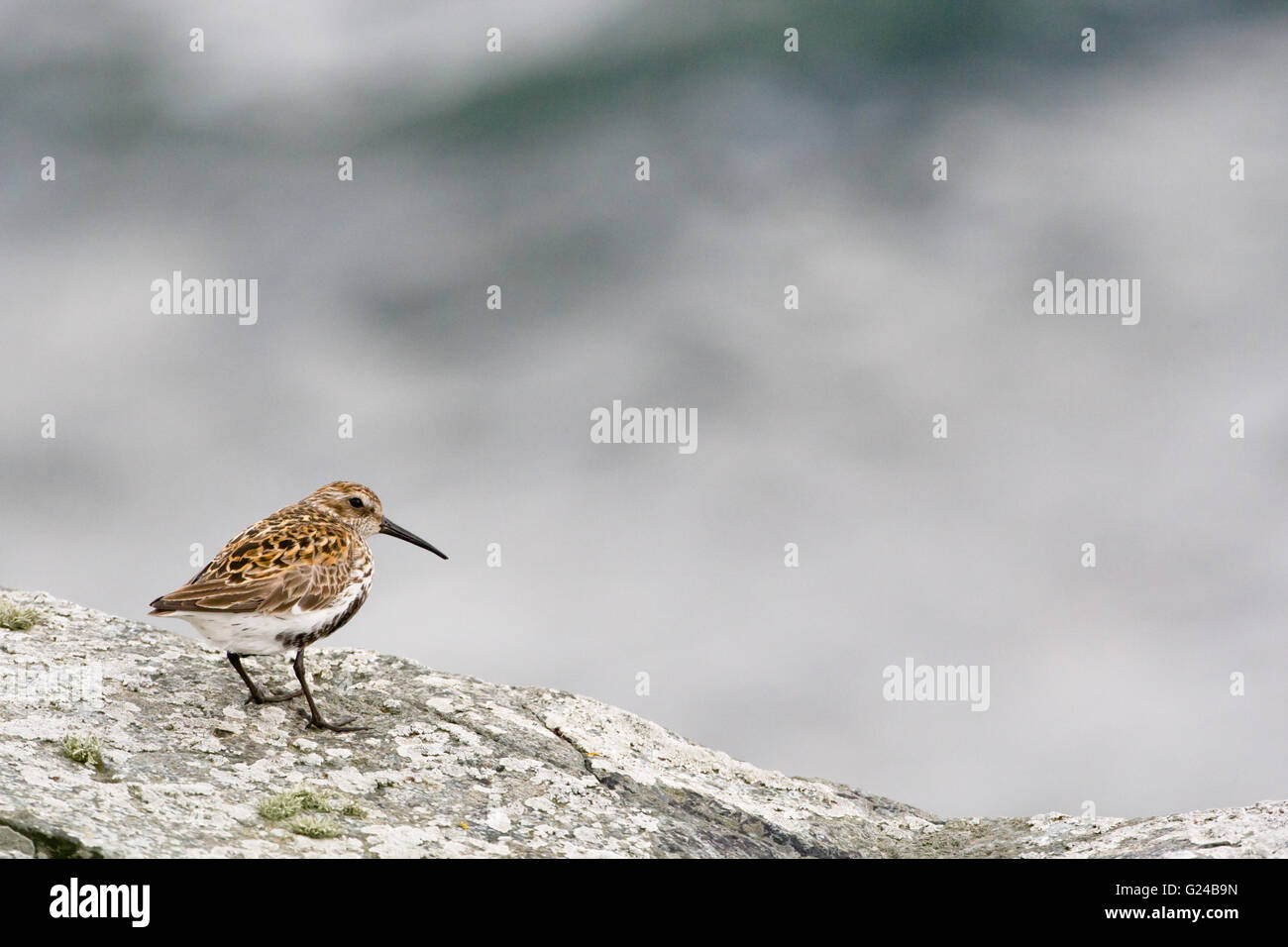 Dunlin Calidris alpina adult bird summer plumage Stock Photo - Alamy