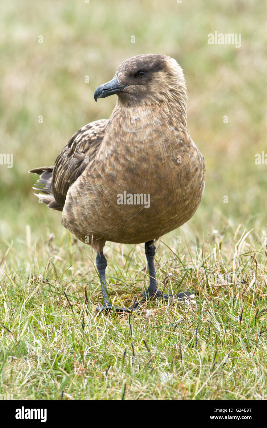 Great Skua Stercorarius skua standing Stock Photo - Alamy