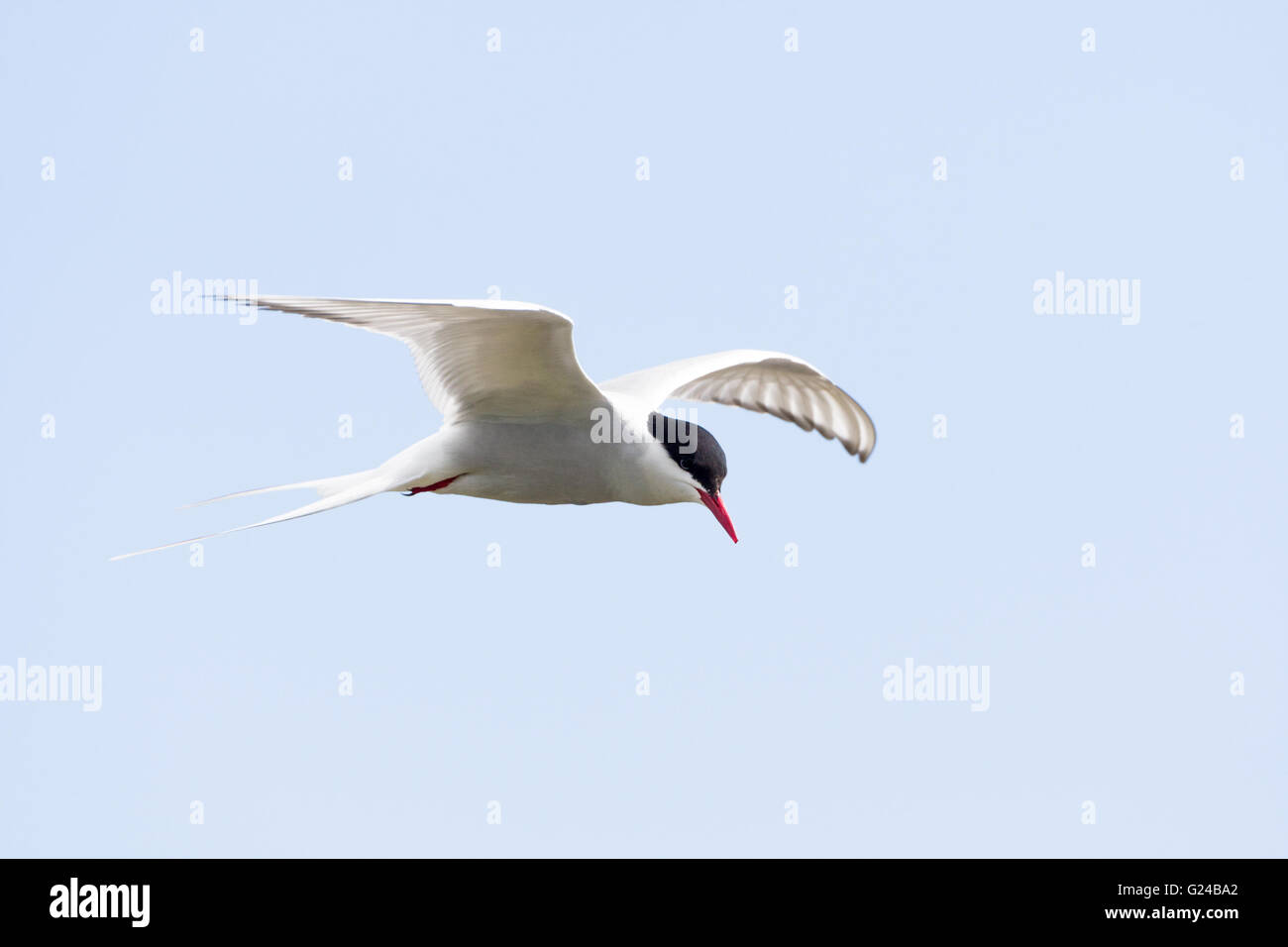 Arctic Tern Sterna paradisaea flying Stock Photo - Alamy