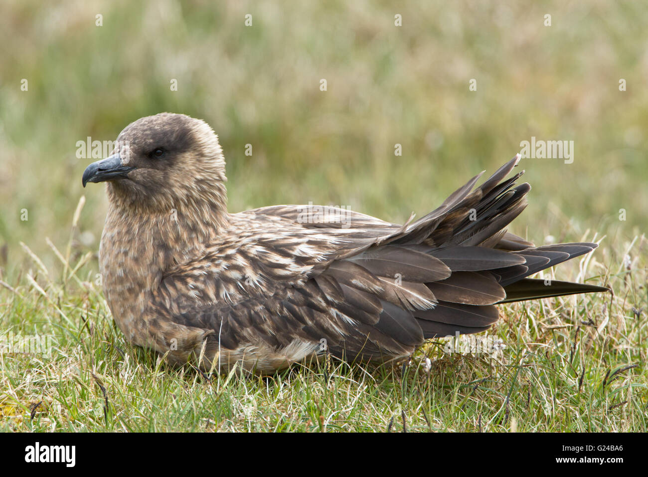 Great Skua Stercorarius skua sitting on grass Stock Photo - Alamy