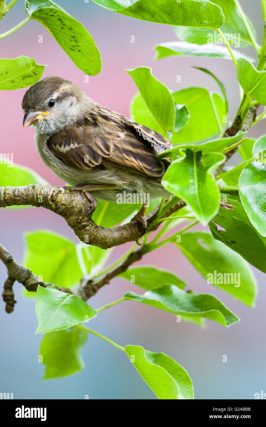 Juvenile Tree Sparrow High Resolution Stock Photography and Images - Alamy