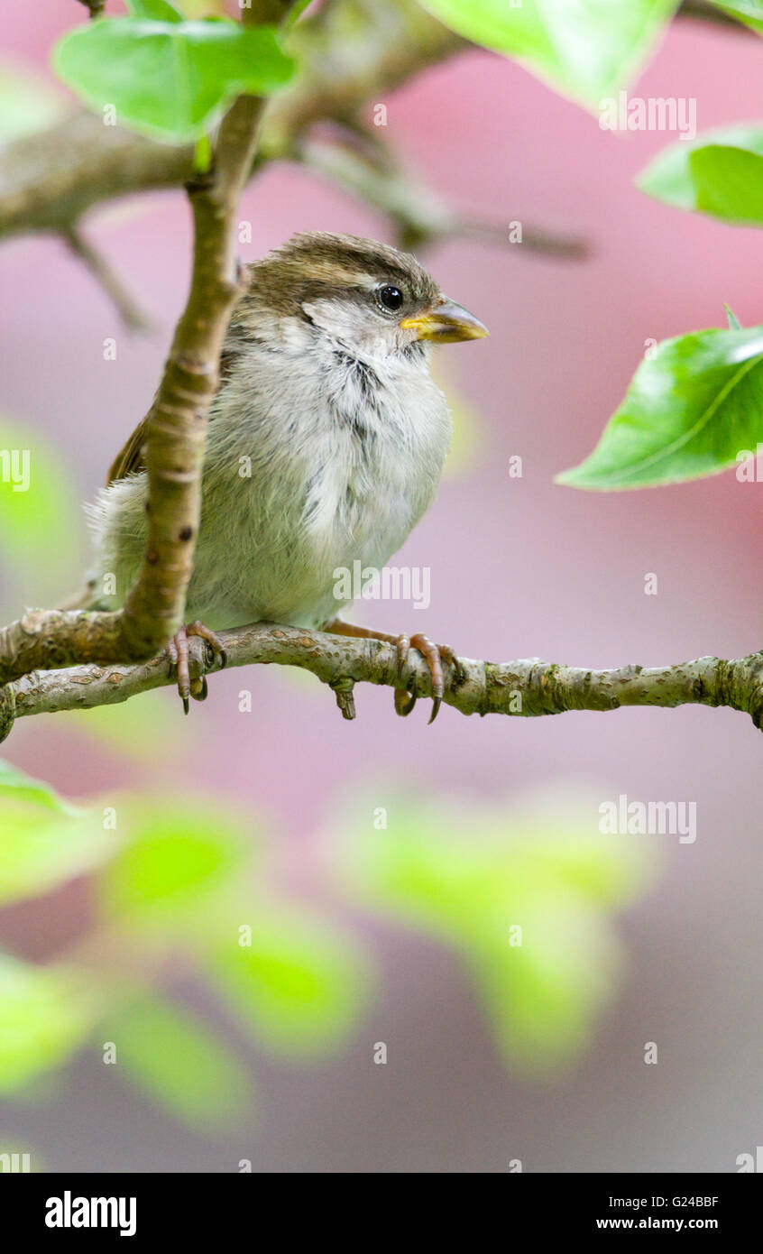 Immature house sparrow hi-res stock photography and images - Alamy