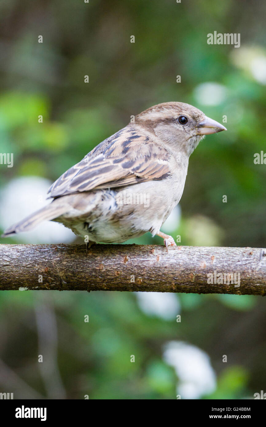 Tree sparrow british isles hi-res stock photography and images - Alamy