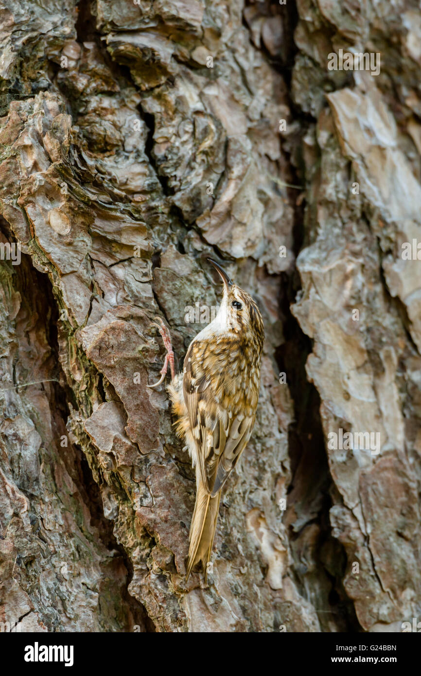 Finding insects hi-res stock photography and images - Alamy