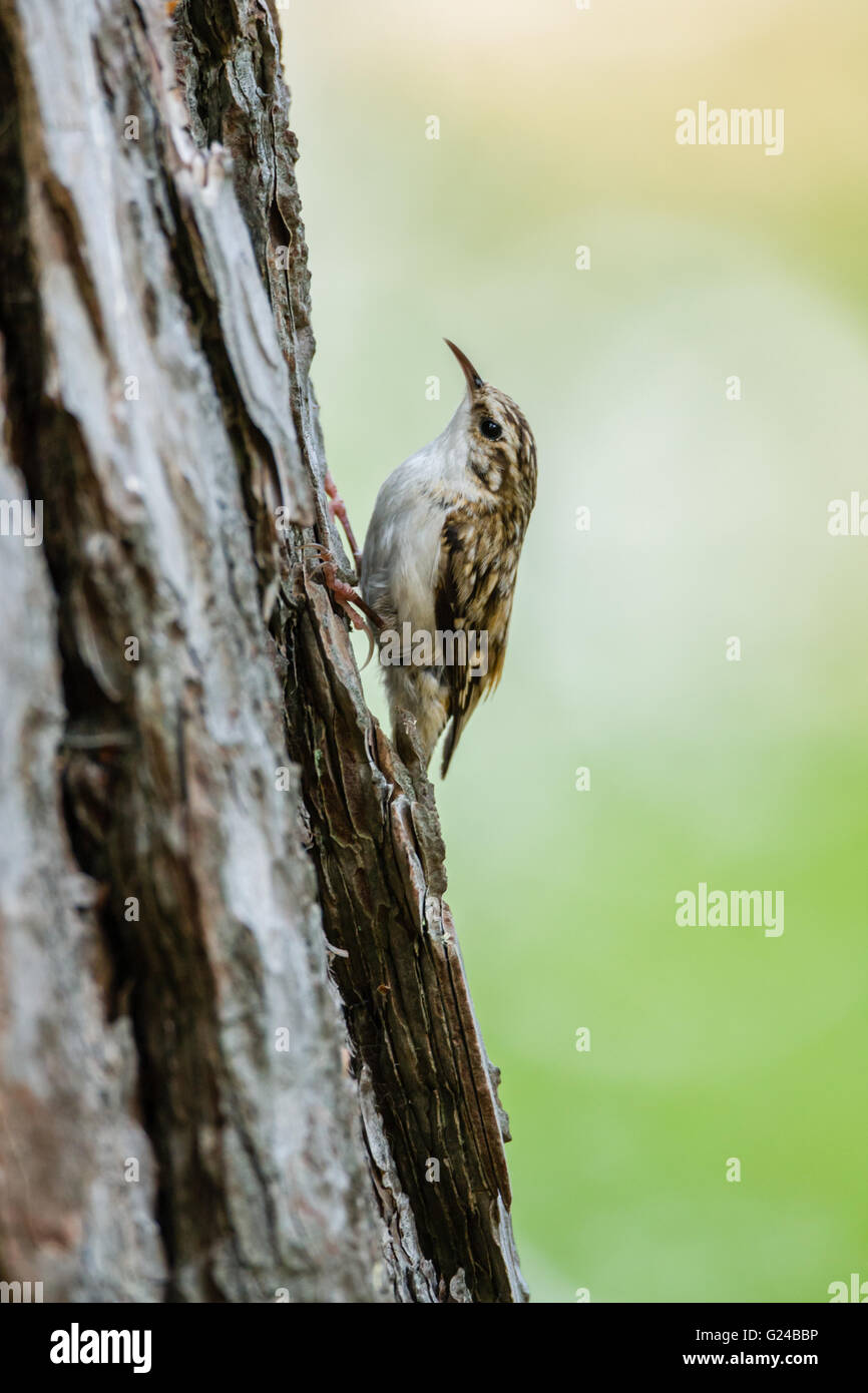 Tree creeper uk hi-res stock photography and images - Alamy