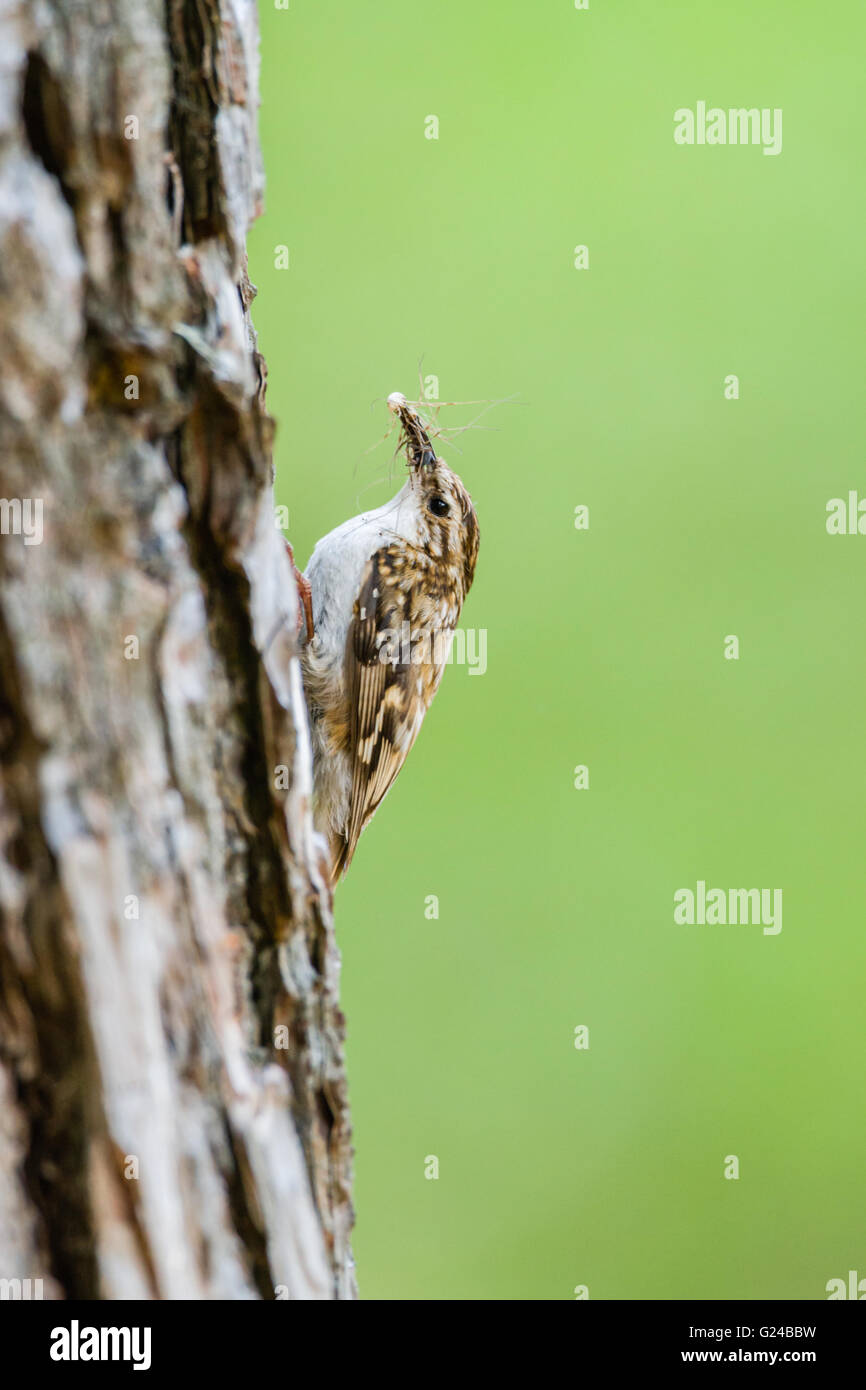 Treecreeper on bark hi-res stock photography and images - Alamy