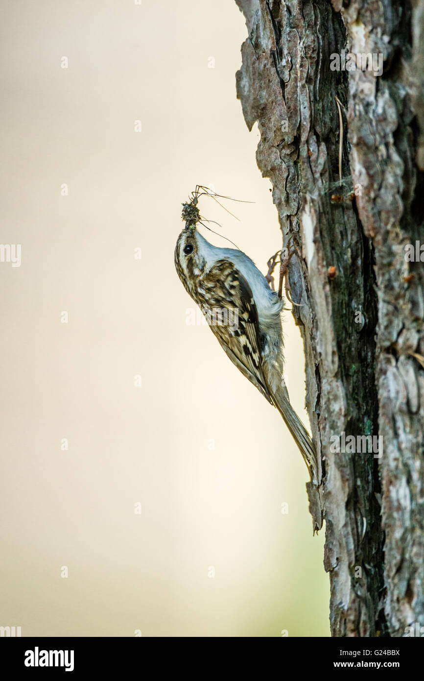 Treecreeper Certhia familiaris sitting on tree with food in beak Stock ...