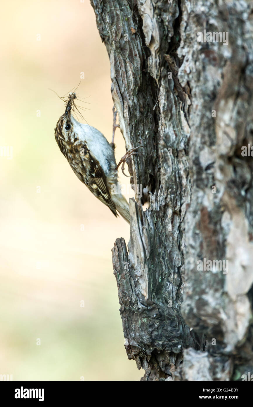 Brown creeper feeding on insects hi-res stock photography and images ...