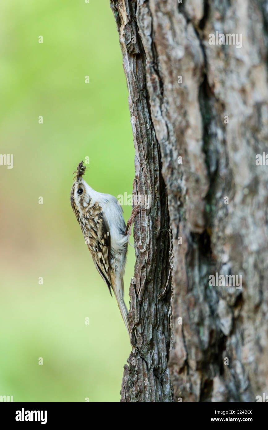 Eurasian treecreeper bird uk hi-res stock photography and images - Alamy