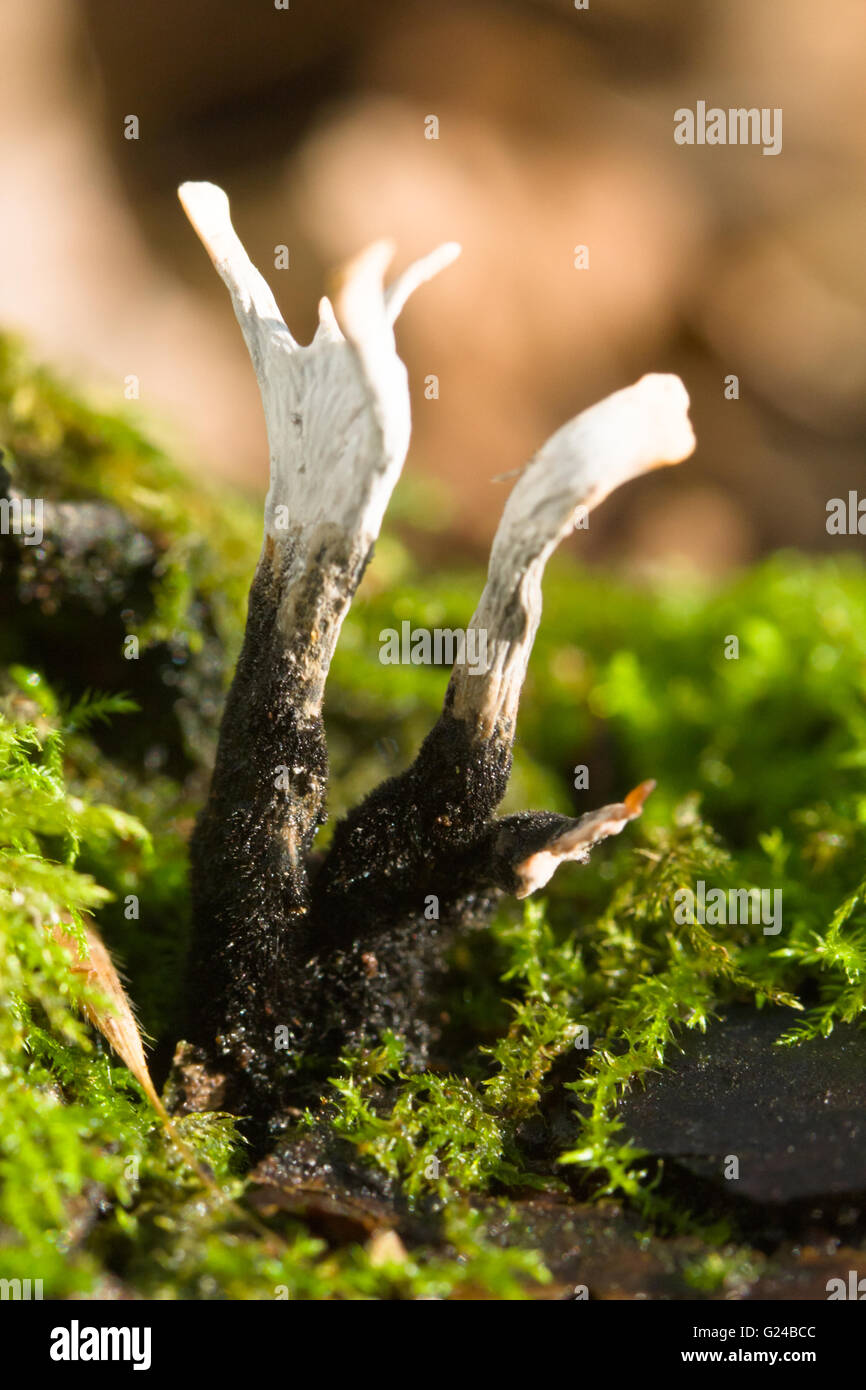 Candlesnuff Fungus Xylaria hypoxylon Stock Photo - Alamy