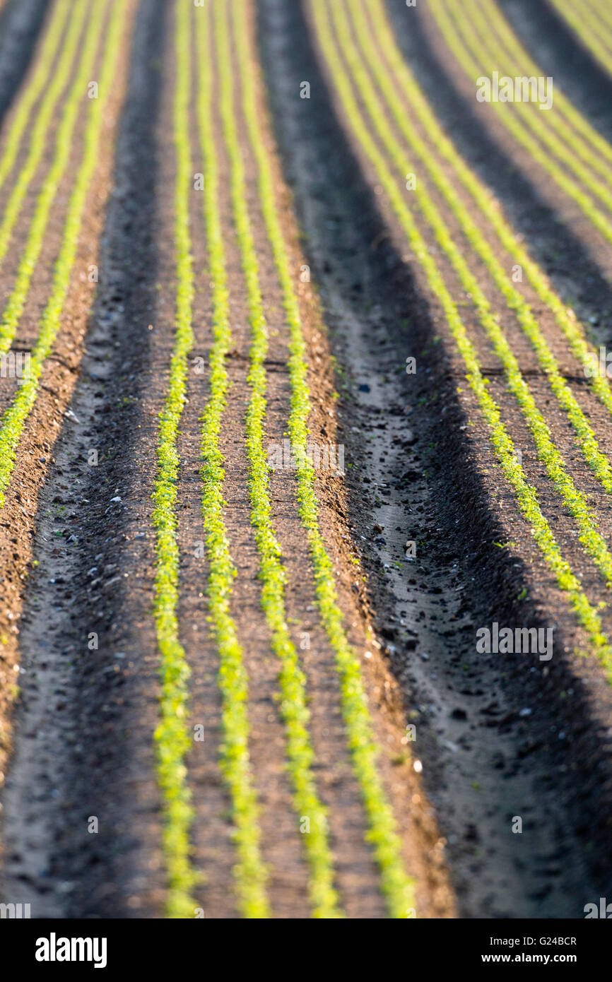 Rows of crops growing in field Stock Photo - Alamy