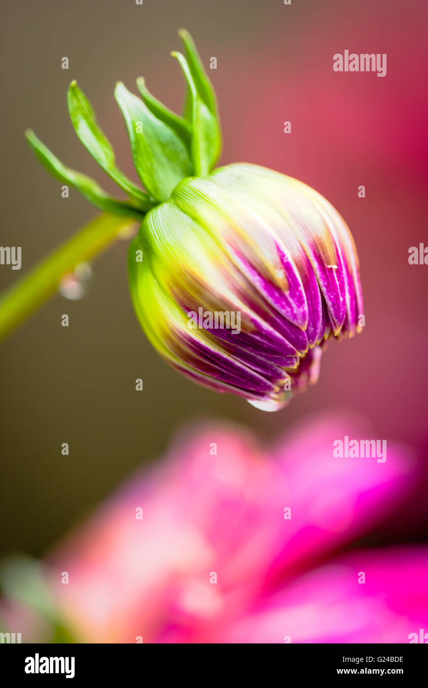 Dahlia flower bud just opening in domestic garden Stock Photo - Alamy