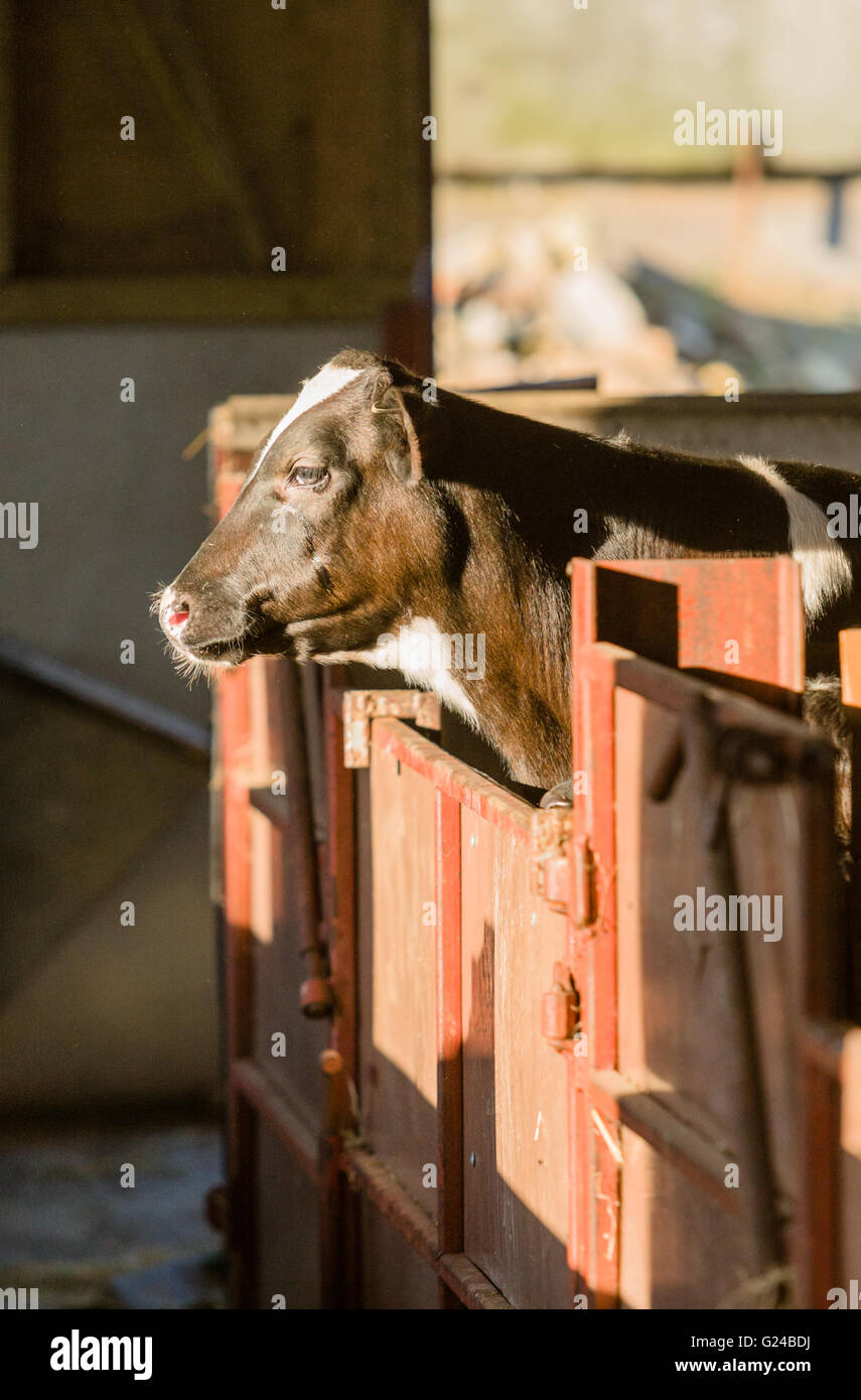Bye product hi-res stock photography and images - Alamy