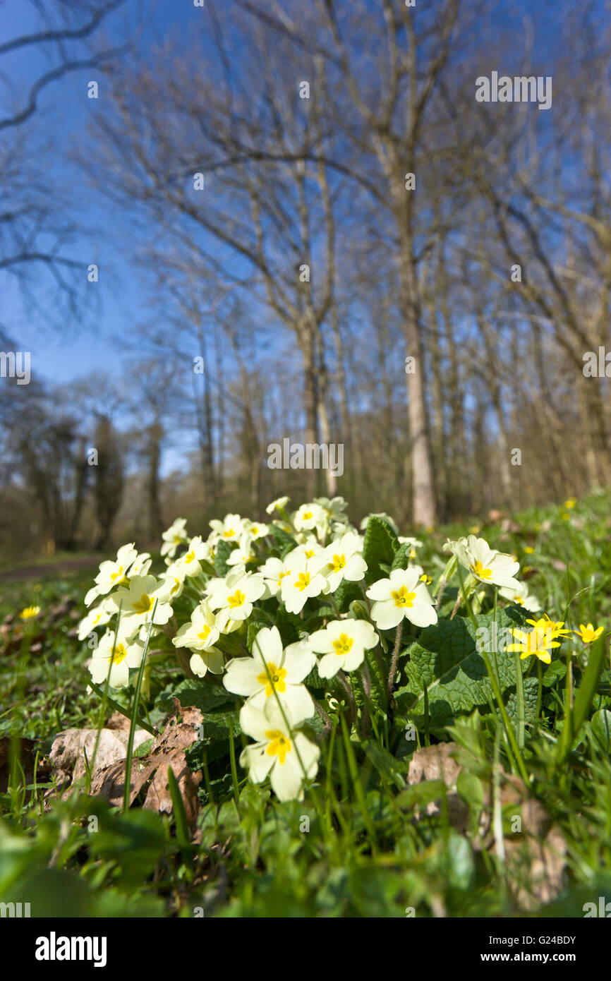 Primrose Primula vulgaris plant flowering in woodland Stock Photo - Alamy