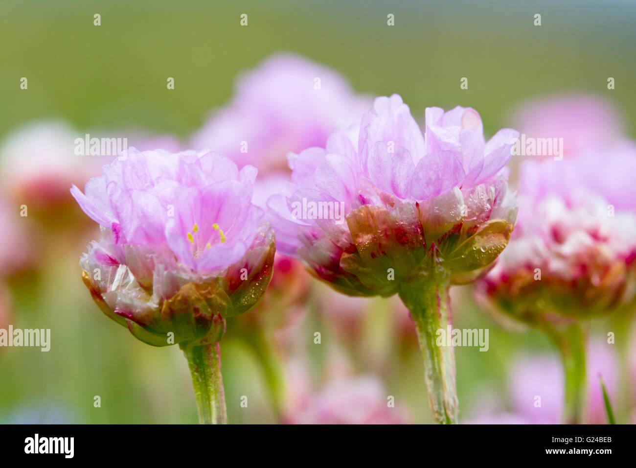 Sea Thrift Armeria maritima flowers Stock Photo - Alamy