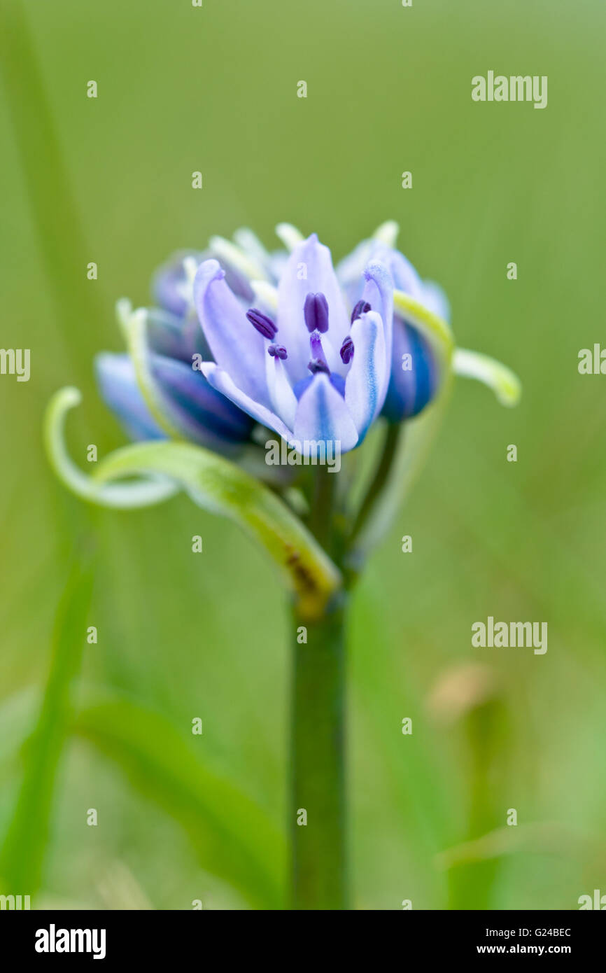 Spring Squill Scilla verna flowers Stock Photo - Alamy