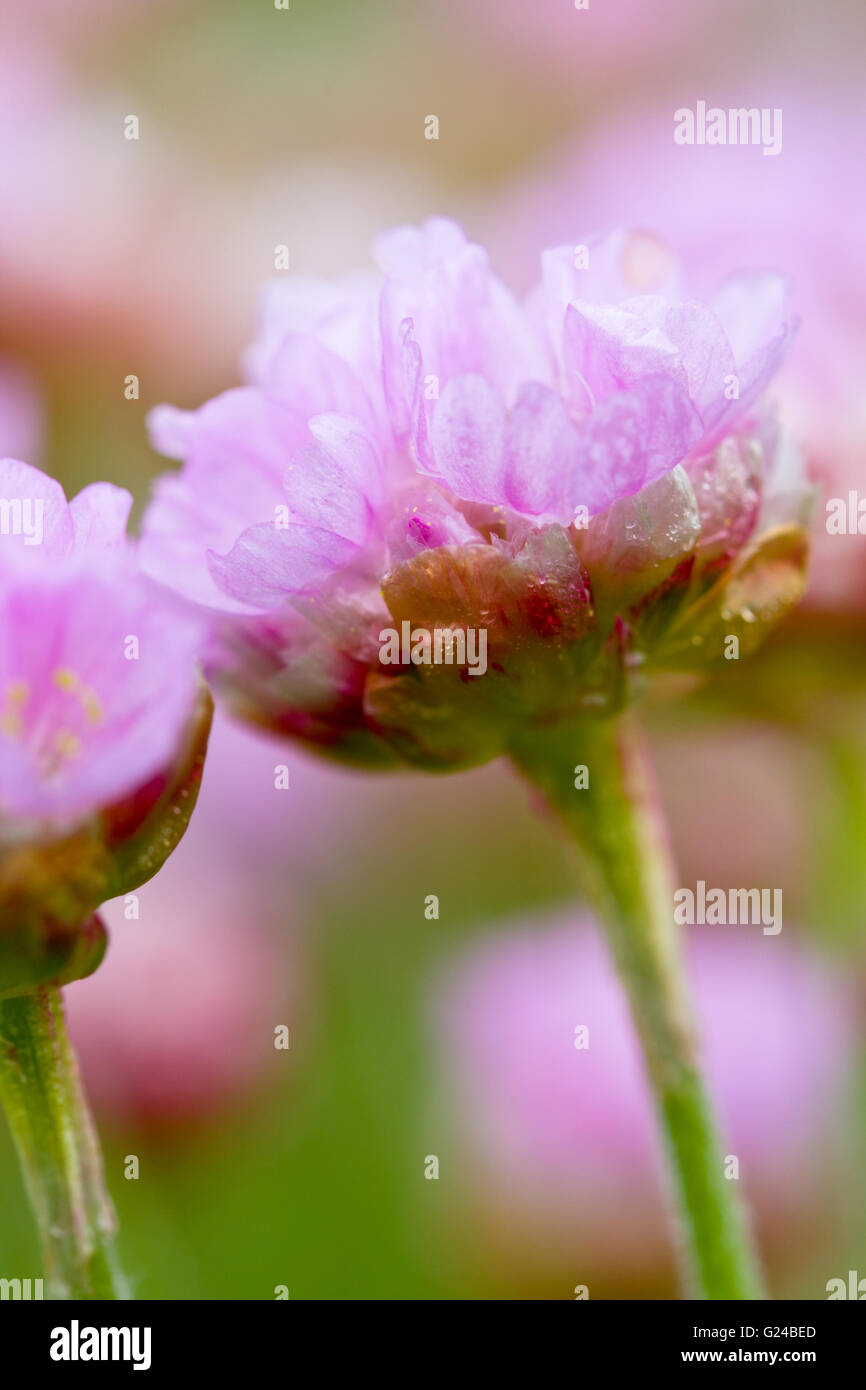 Sea Thrift Armeria maritima flowers Stock Photo - Alamy