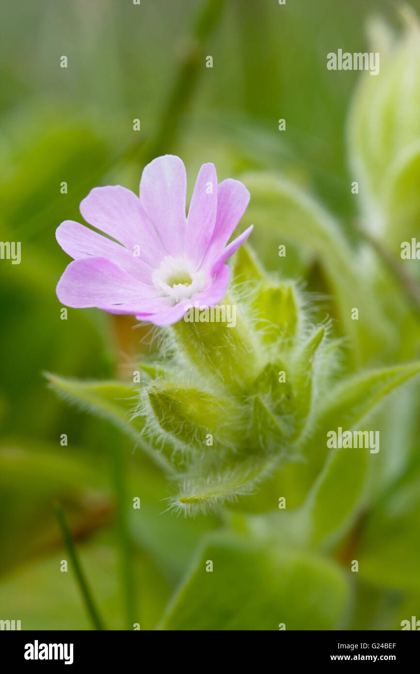 Red Campion Silene dioica flower Stock Photo - Alamy