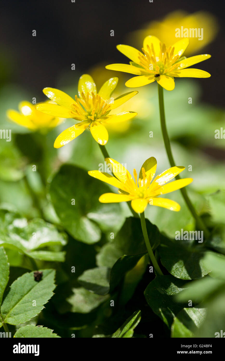 Lesser Celandine Ranunculus ficaria yellow flowers Stock Photo - Alamy