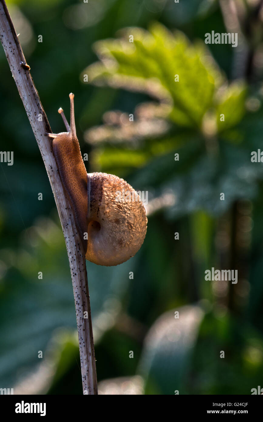 British Land Snail - Unknown species at Pitstone, Buckinghamshire, UK ...