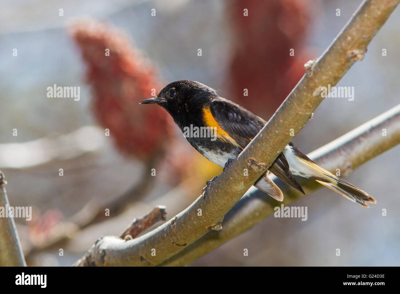 Male American redstart (Setophaga ruticilla) singing in spring Stock ...